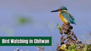 Bird Watching in Chitwan National Park